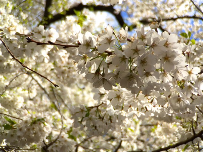 NYC Sakura Matsuri Festival